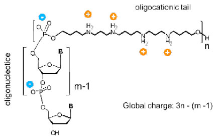 The Complete Guide To Oligonucleotides | KIYA Longevity